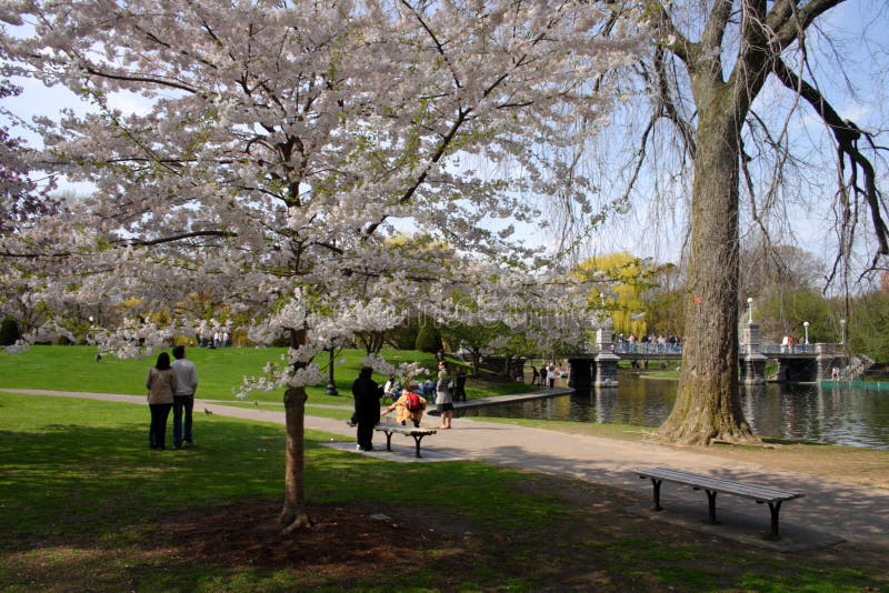 Boston Common and Public Garden, USA Editorial Photo - Image of gold ...