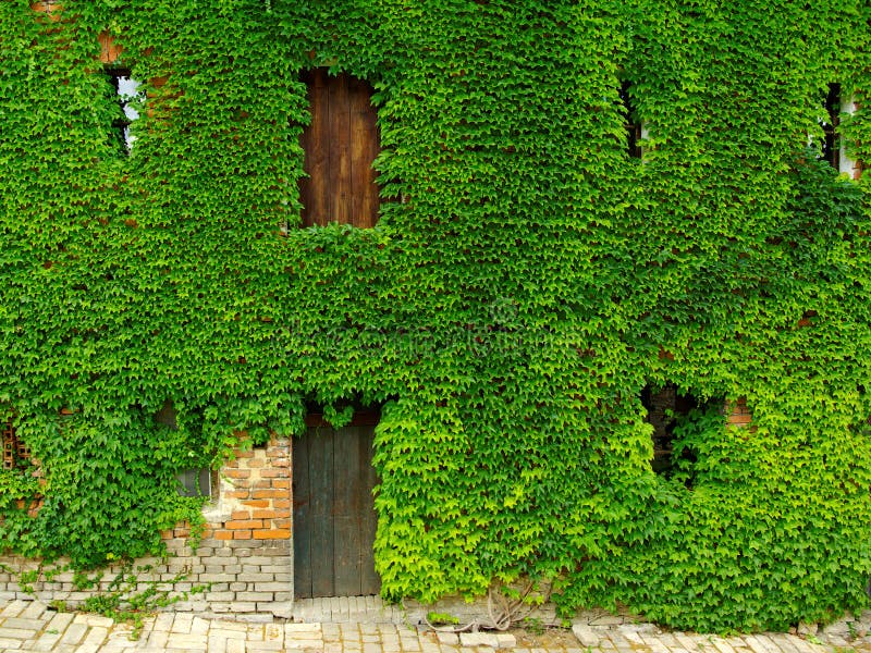 Blaues Fenster im Efeu stockfoto. Bild von efeu, aufbau - 1667128