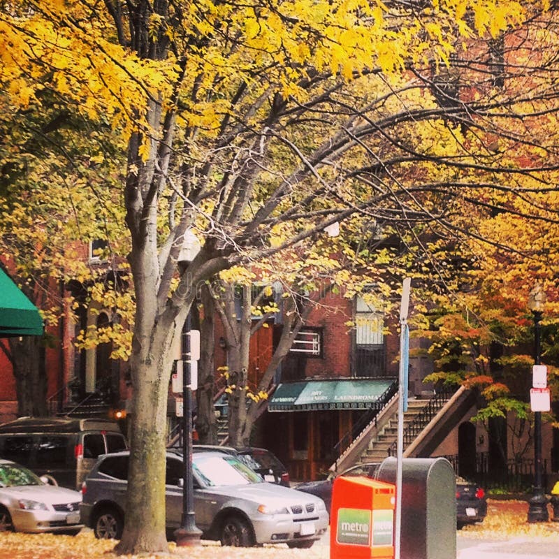 Red Boston Ivy leaves stock image. Image of grey, colorful - 733879