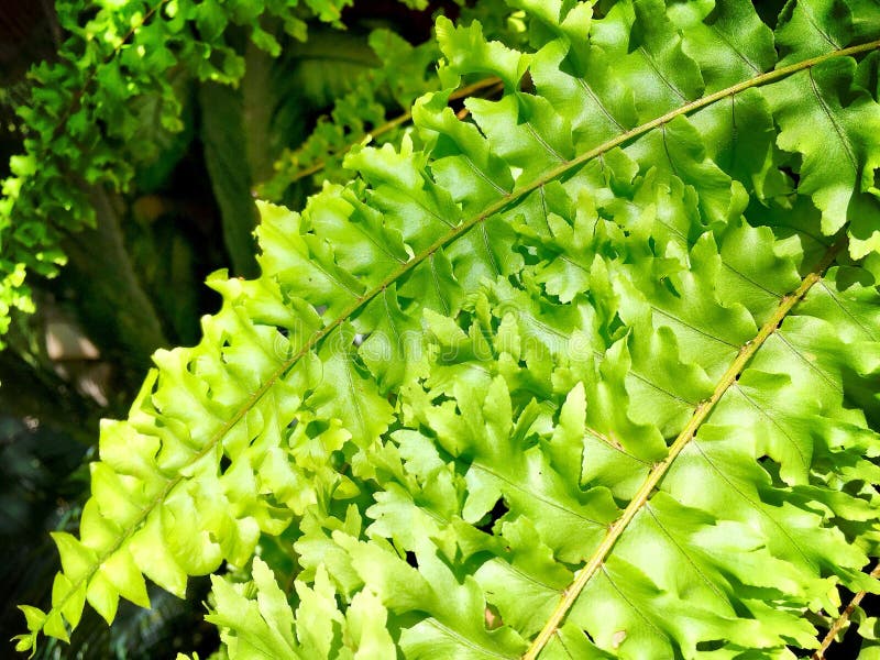 Boston fern midrid stock image. Image of botany, leaves - 105171763