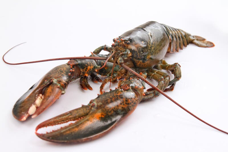 Zamyka żywego homara żywy zdjęcie stock. Obraz złożonej z żywego - 18307648