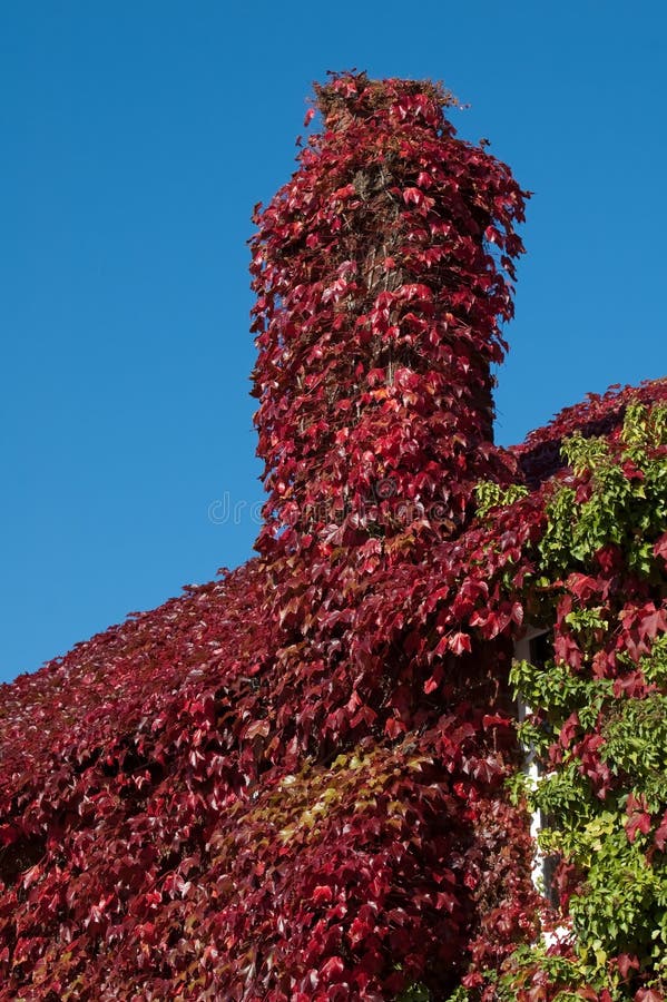 Boston Ivy stock photo. Image of fall, covered, building - 11747484