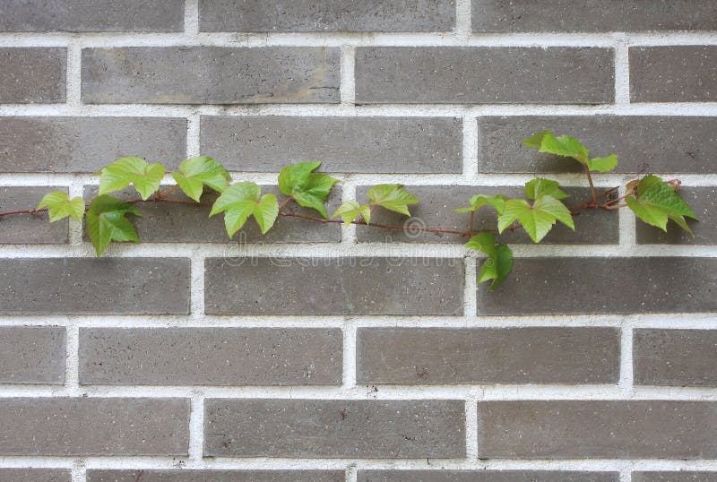 Boston ivy stock image. Image of leaves, plants, green - 13704835