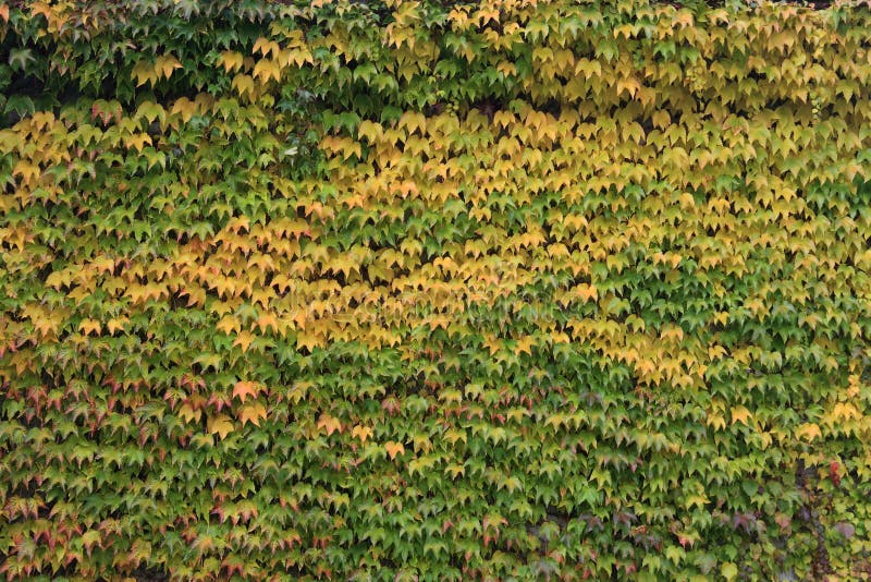 Boston ivy stock image. Image of grape, garden, happy - 24538759