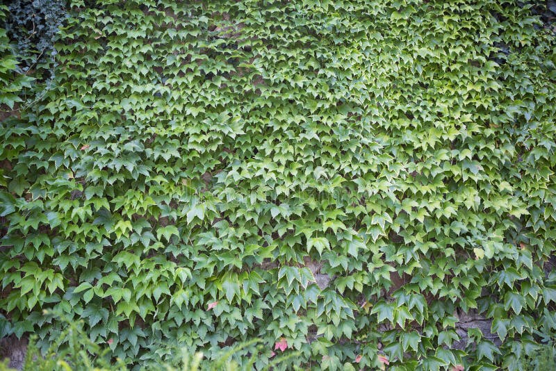 Boston Ivy, Growing on a Steep Wall Stock Image - Image of compact ...