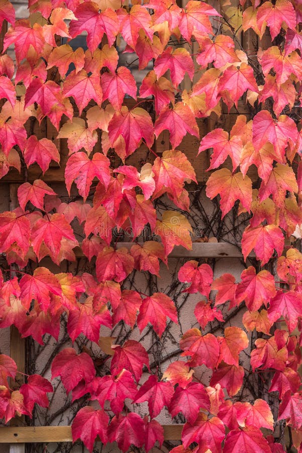 Boston Ivy leaves stock image. Image of botany, spring - 189954527