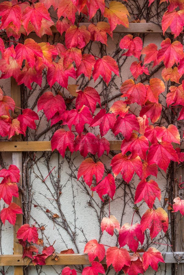 Boston Ivy leaves stock photo. Image of texture, wall - 316190216