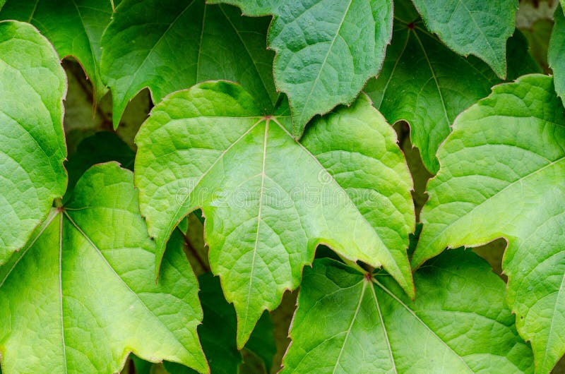 Boston ivy stock image. Image of spring, natural, texture - 51005055