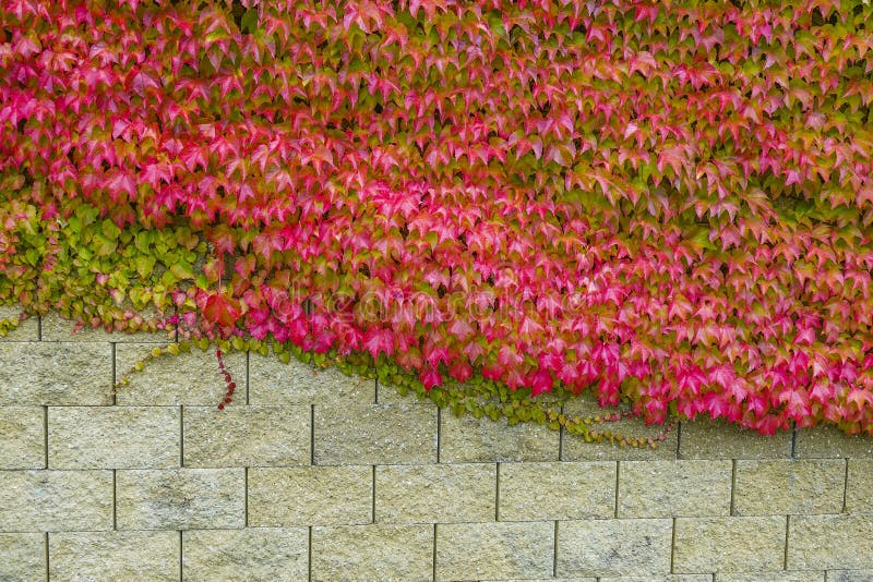 Boston Ivy stock photo. Image of natural, botany, autumnal - 79286418