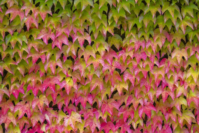 Boston Ivy stock photo. Image of boston, climbing, leaves - 79286632