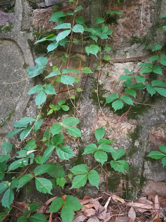 Boston ivy stock photo. Image of creeper, boston, creepers - 92187876