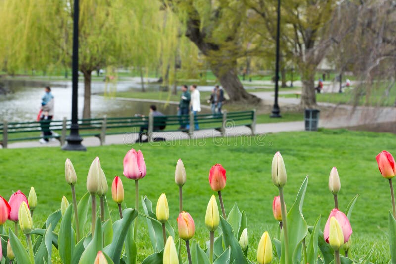 Spring Foliage in Boston Back Bay Stock Image - Image of fence, flowers ...