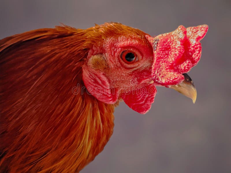 Boston Rooster Stock Photos - Free & Royalty-Free Stock Photos from ...
