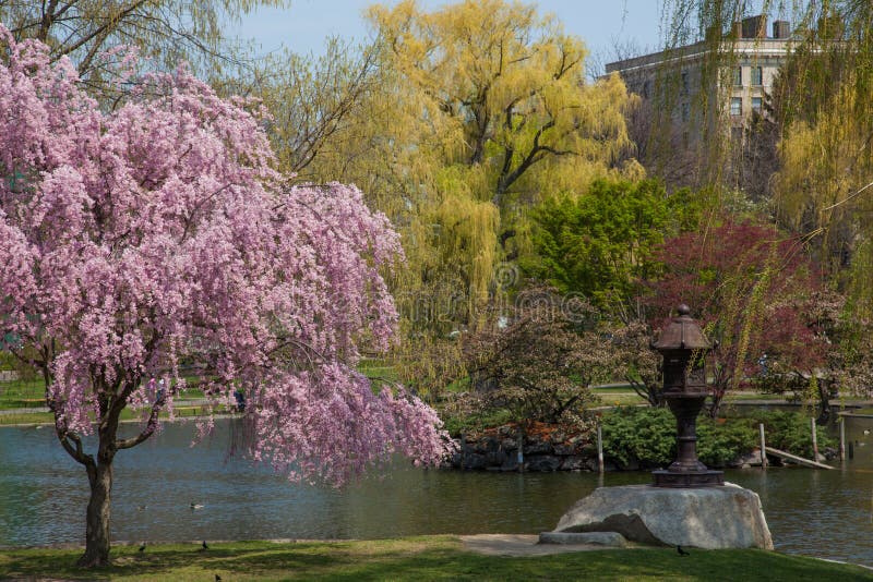 Boston Spring stock image. Image of park, newness, garden - 30494883