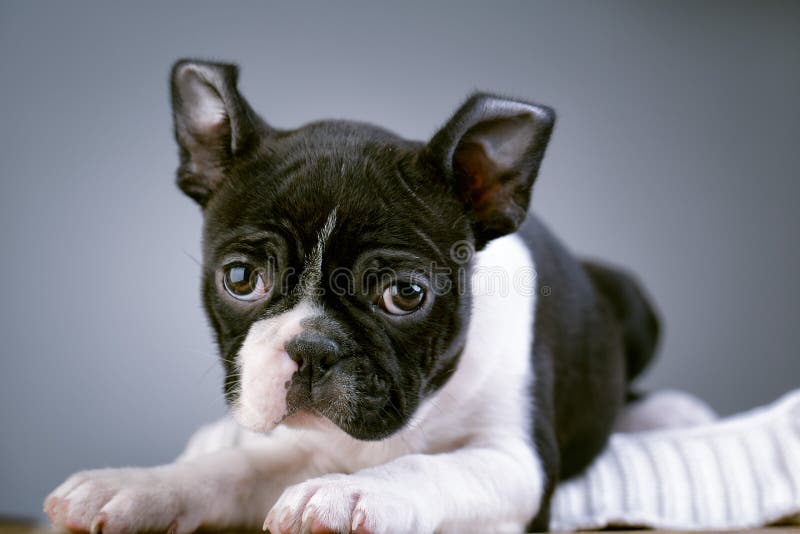 Boston Terrie Puppy stock photo. Image of whelp, boston - 61596336