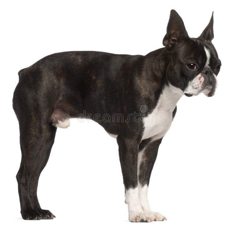 Boston Terrier, 1 Year Old, Standing Stock Photo - Image of background ...