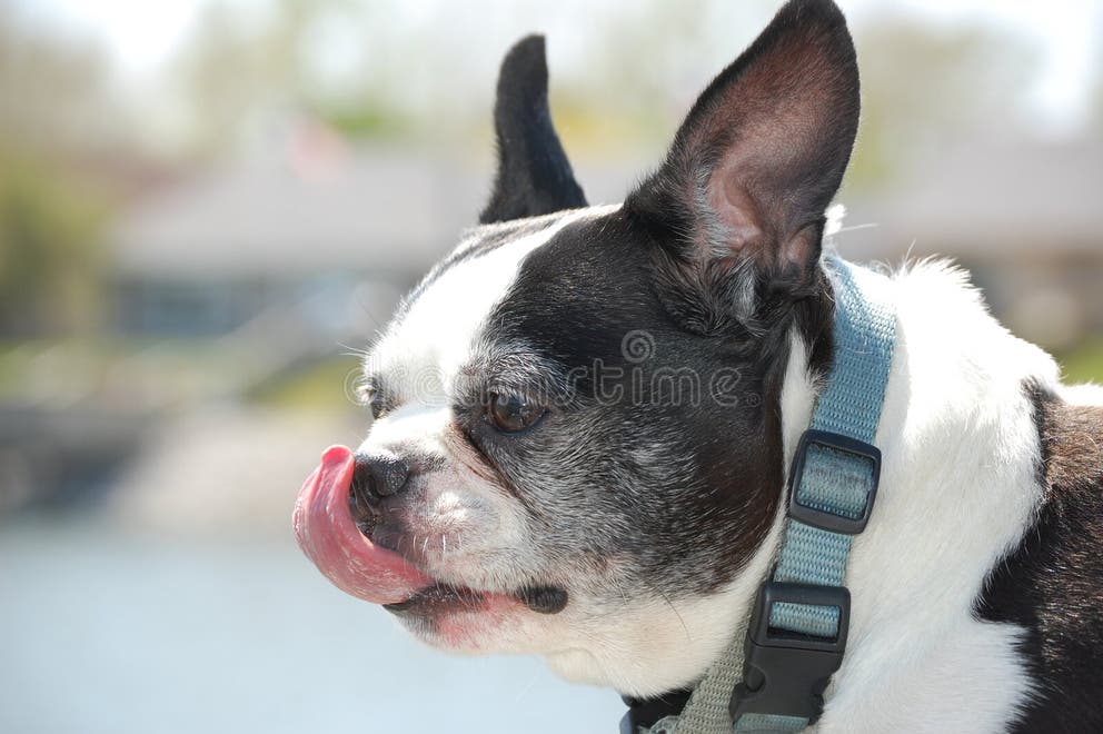 Boston Terrier stock image. Image of collar, boston, lake - 12706567