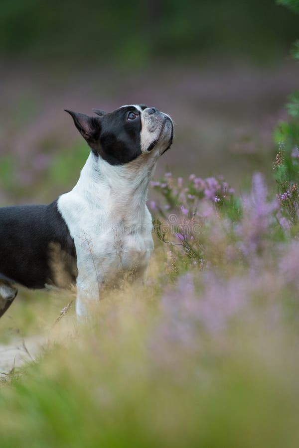 Boston Terrier Dog in Heather Landscape Stock Photo - Image of season ...