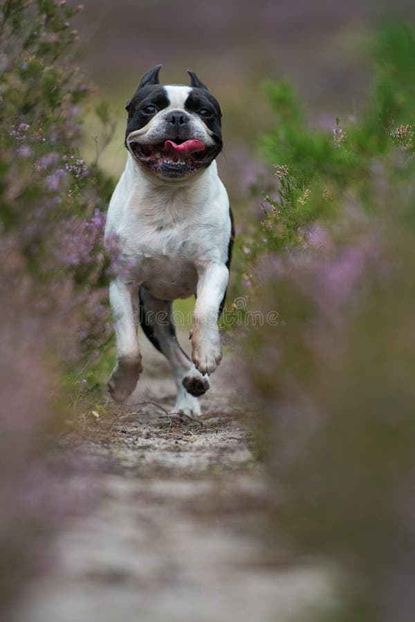 Boston Terrier Dog Running in Heather Landscape Stock Photo - Image of ...