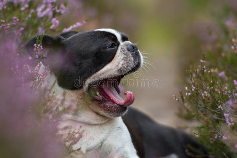 Boston Terrier Dog in Heather Landscape Stock Image - Image of copy ...