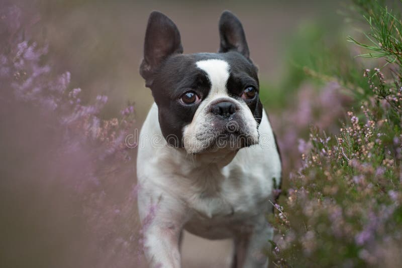 Boston Terrier Dog in Heather Landscape Stock Image - Image of nature ...