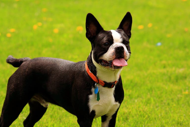 5,572 Boston Terrier Carasalle Stock Photos - Free & Royalty-Free Stock ...