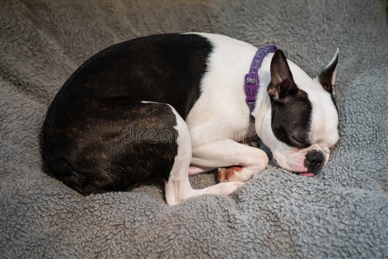 Boston Terrier Dog Curled Up Asleep on a Sofa Grey Cushion Stock Photo ...