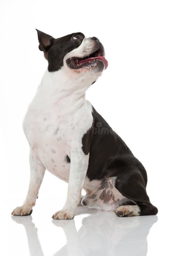Boston Terrier Side View Stock Photos - Free & Royalty-Free Stock ...