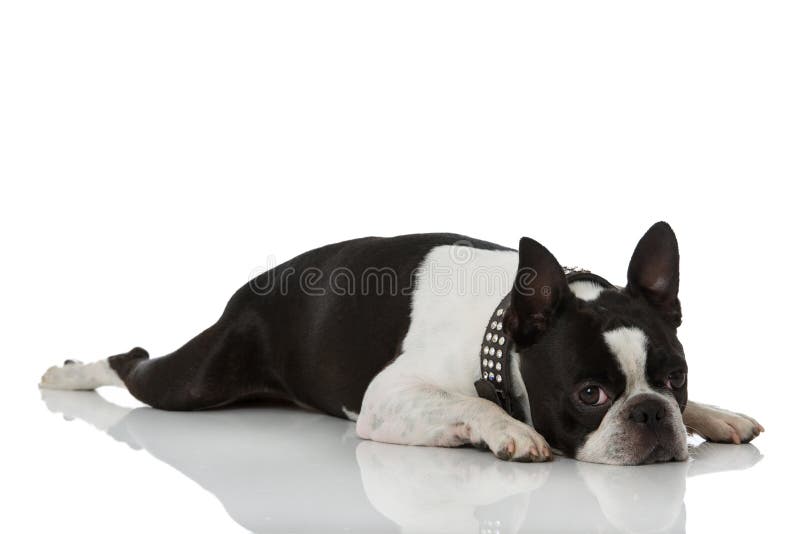 Boston Terrier Side View Stock Photos - Free & Royalty-Free Stock ...