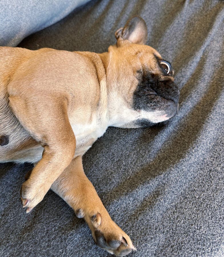 Boston Terrier Dog is Lying on the Bed Stock Image - Image of adorable ...