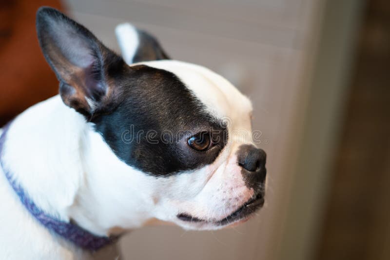 Boston Terrier Dog Portrait. Her Face is in Profile Stock Photo - Image ...