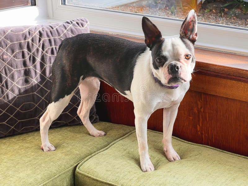 Boston Terrier Dog Standing on Cushions on a Bay Window Bench Stock ...
