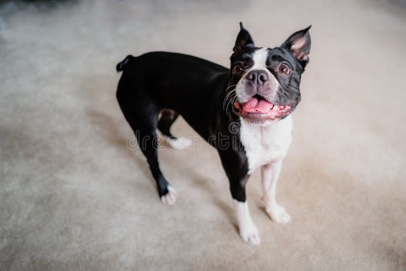 Boston Terrier Dog Standing Up Looking Up. she is Indoors Stock Image ...