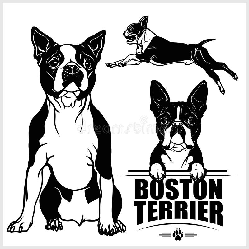 Boston Terrier Dog - Vector Set Isolated Illustration on White ...