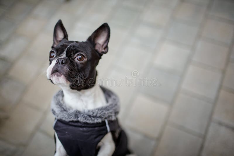 Boston Terrier stock image. Image of winter, terrier - 62293795