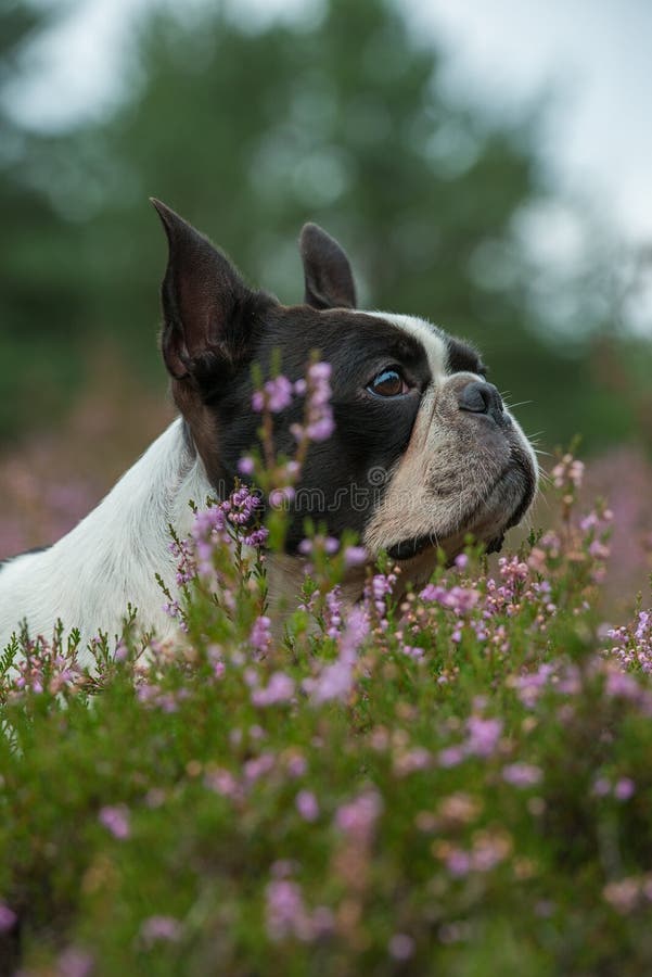 Boston Terrier Dog in Heather Landscape Stock Image - Image of breed ...