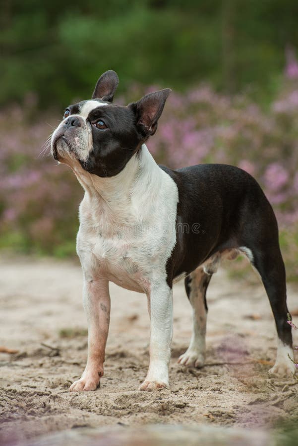 Boston Terrier Dog in Heather Landscape Stock Image - Image of green ...