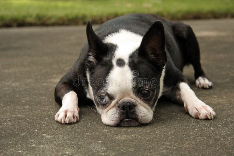 5,545 Boston Terrier Stock Photos - Free & Royalty-Free Stock Photos ...