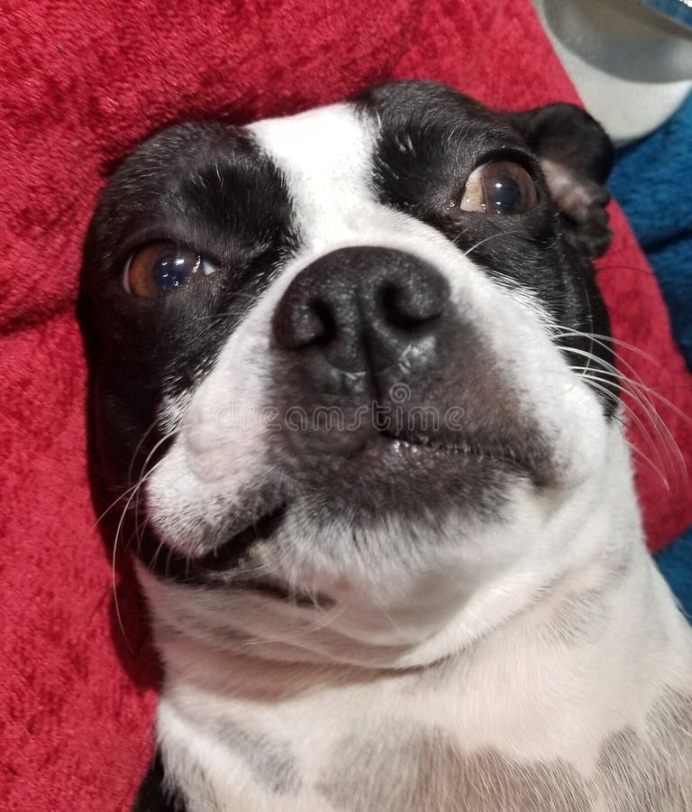 Silly puppy stock image. Image of funny, boston, terrier - 129199679