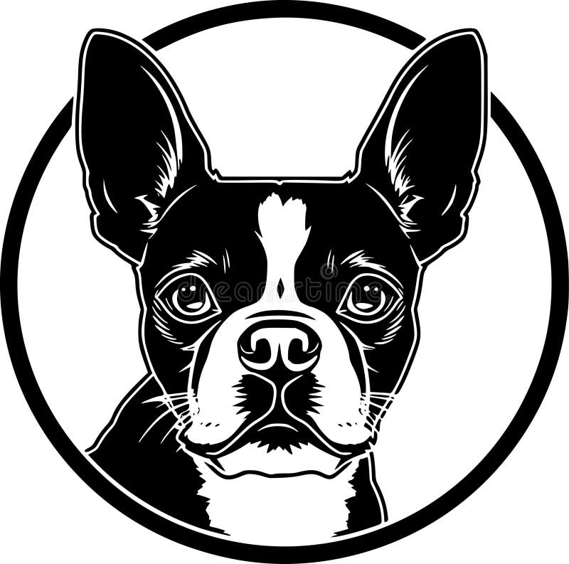 Boston Terrier - Minimalist and Flat Logo - Vector Illustration Stock ...