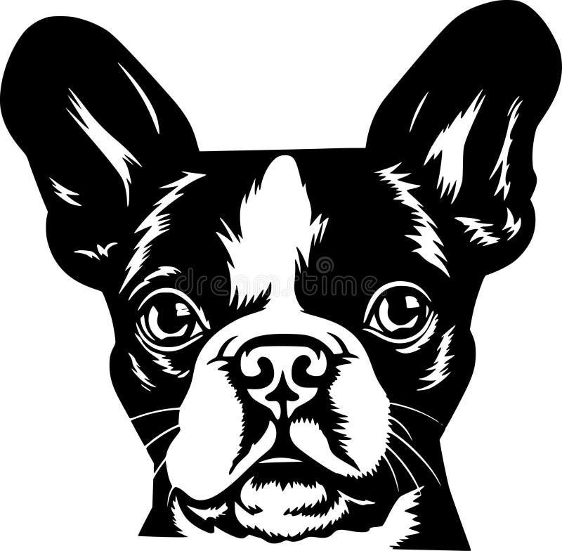 Boston Terrier - Minimalist and Simple Silhouette - Vector Illustration ...