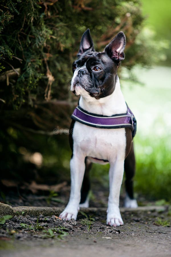 Boston Terrier in the Park in Spring Stock Image - Image of boston ...