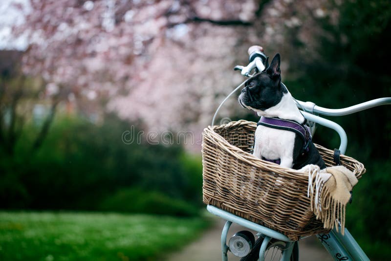 Boston Terrier in the Park in Spring Stock Photo - Image of ears, small ...