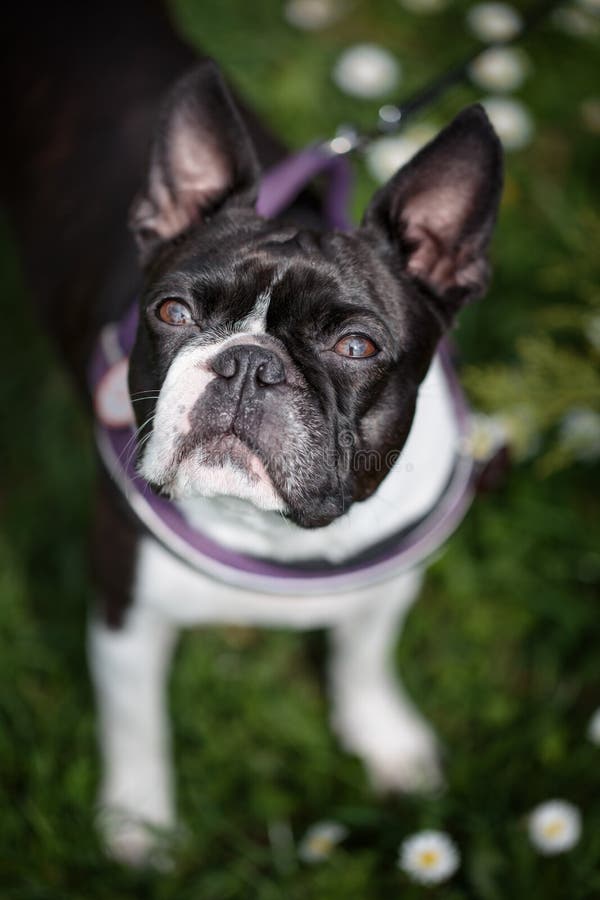 Boston Terrier in the Park in Spring Stock Image - Image of travel ...