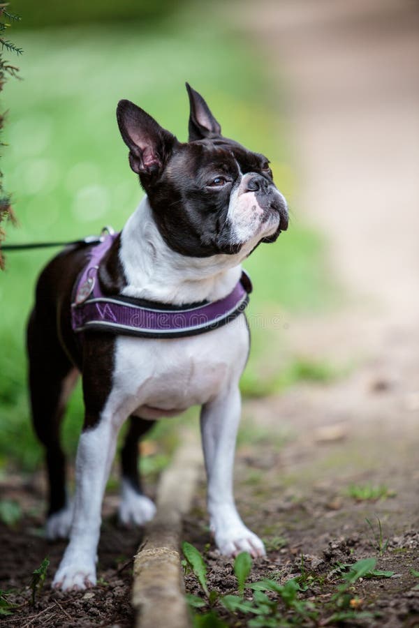 Boston Terrier in the Park in Spring Stock Image - Image of lawn ...