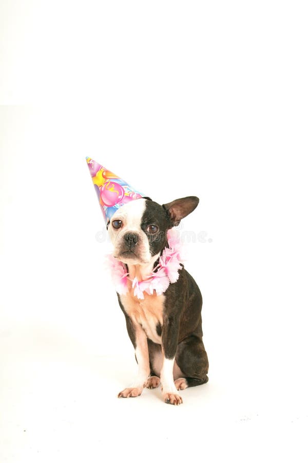 Boston Terrier with Party Hat Stock Image - Image of canine, adopt ...