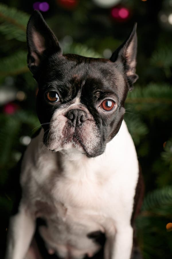 Boston Terrier Portrait with Christmas Tree Stock Image - Image of ... Boston Terrier Portrait with Christmas Tree Stock Image - Image of ...