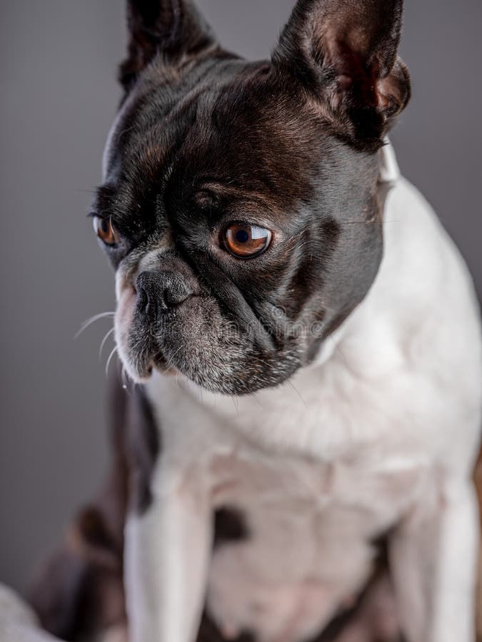 Boston Terrier Portrait stock photo. Image of sitting - 269015736 Boston Terrier Portrait stock photo. Image of sitting - 269015736