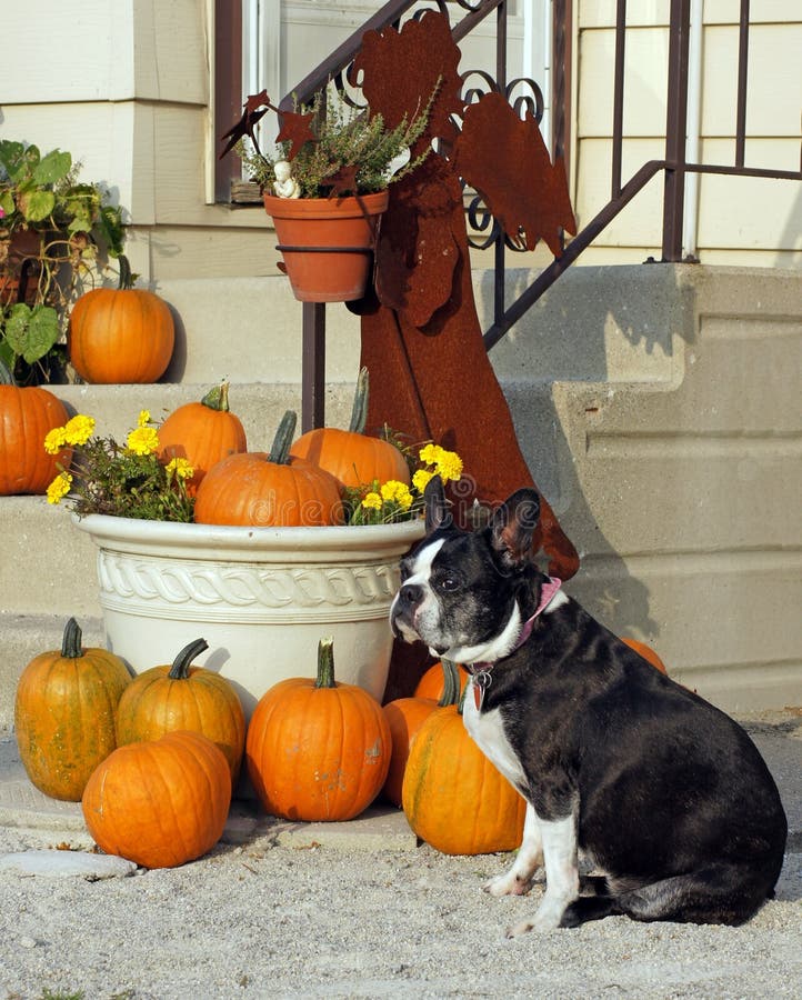 Boxer Dog in Pumpkin Patch stock image. Image of boxer - 18821473