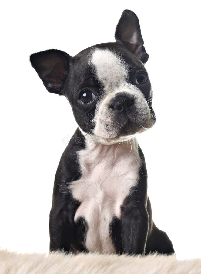 Boston terrier puppy stock photo. Image of terrier, expression - 10050102